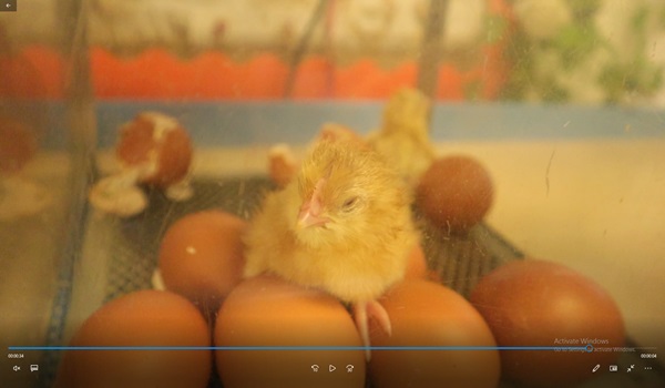 We have three chicks!